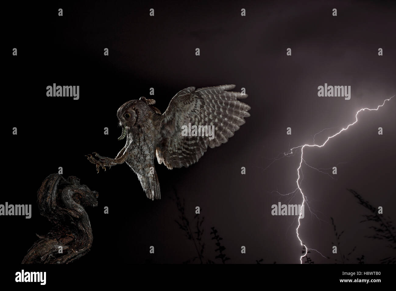 Wings of lightning hi-res stock photography and images - Alamy