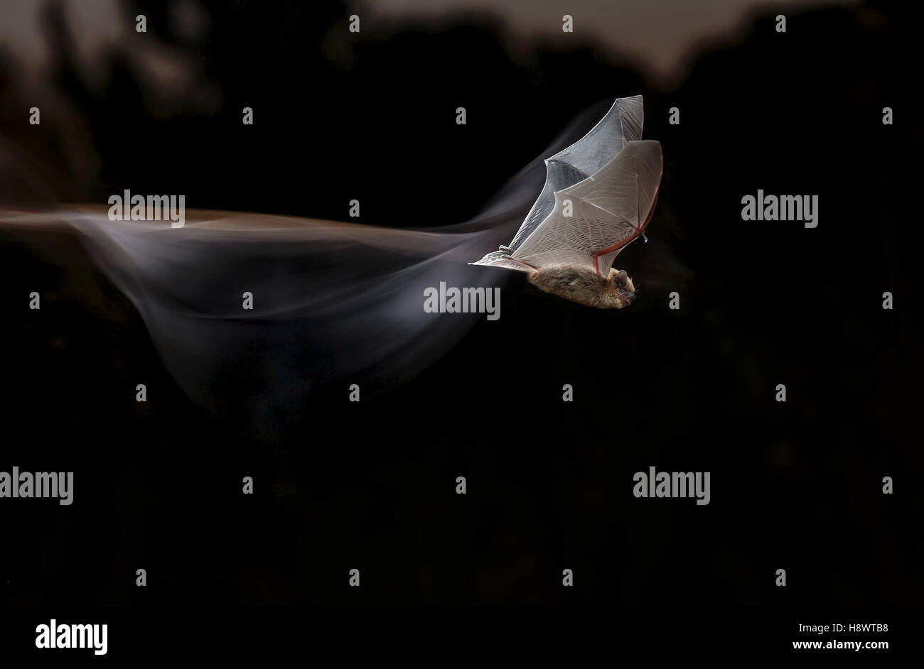 Common pipistrelle (Pipistrellus pipistrellus) in flight at night ...