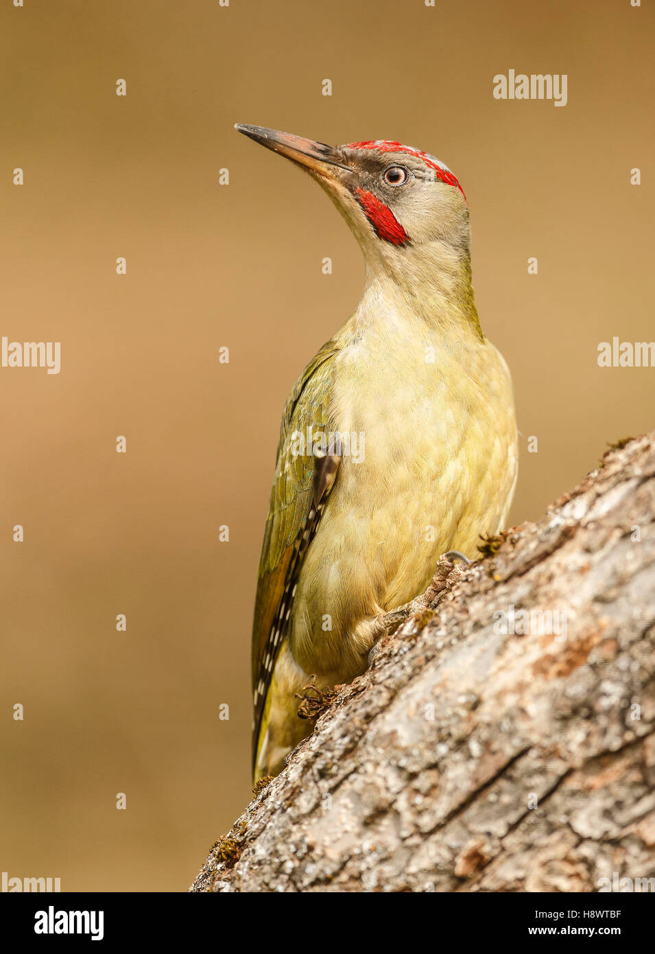 European green woodpecker (Picus viridis) on trunk, Spain Stock Photo ...