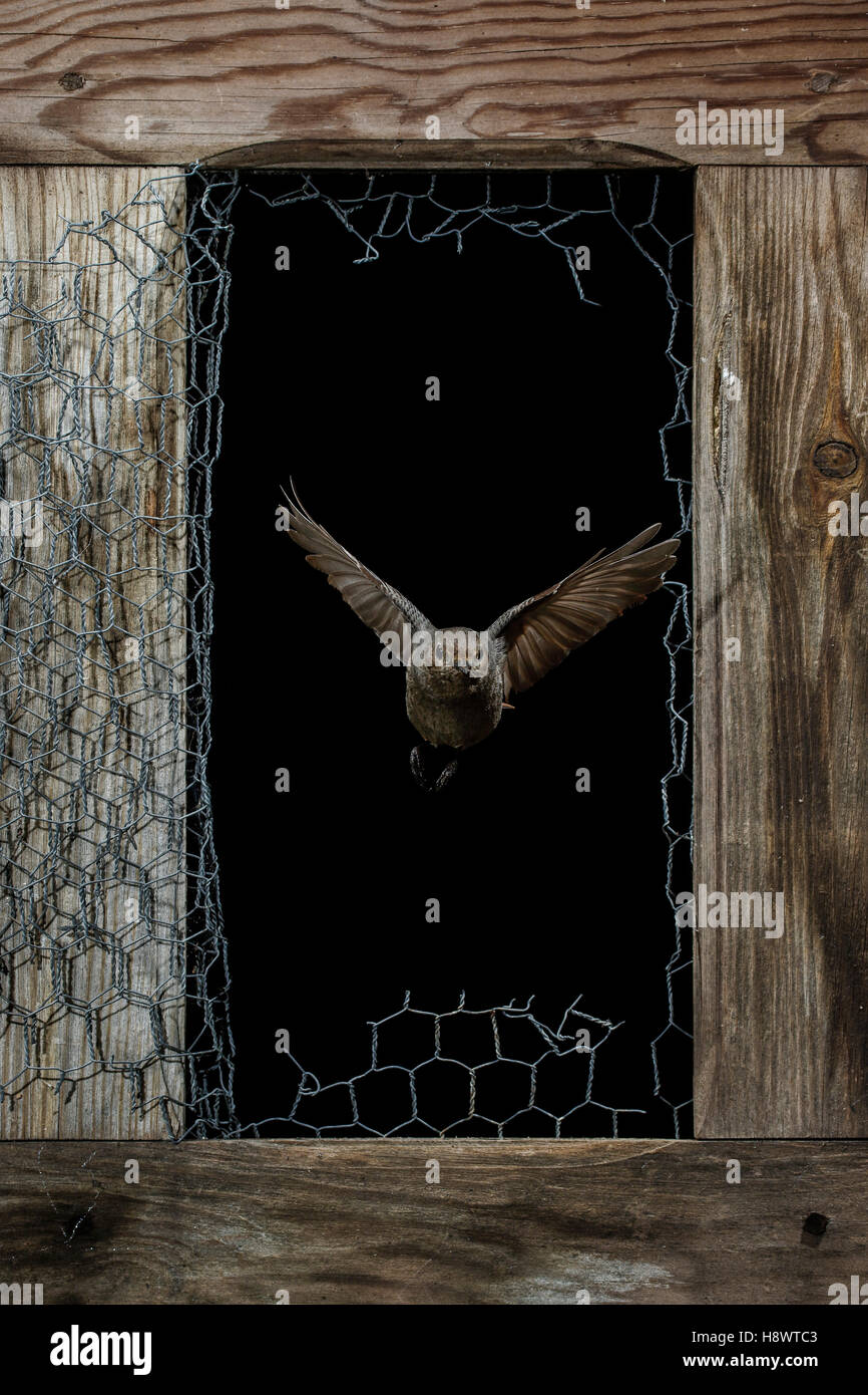 Black Redstart (Phoenicurus ochruros) flying through a broken fence ...