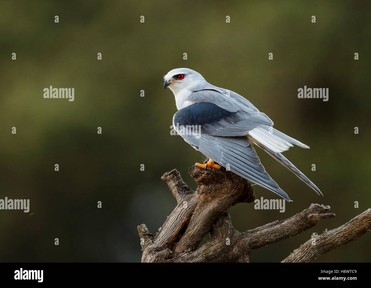 Black-winged Kite (Elanus caeruleus) on a branch, Spain Stock Photo - Alamy