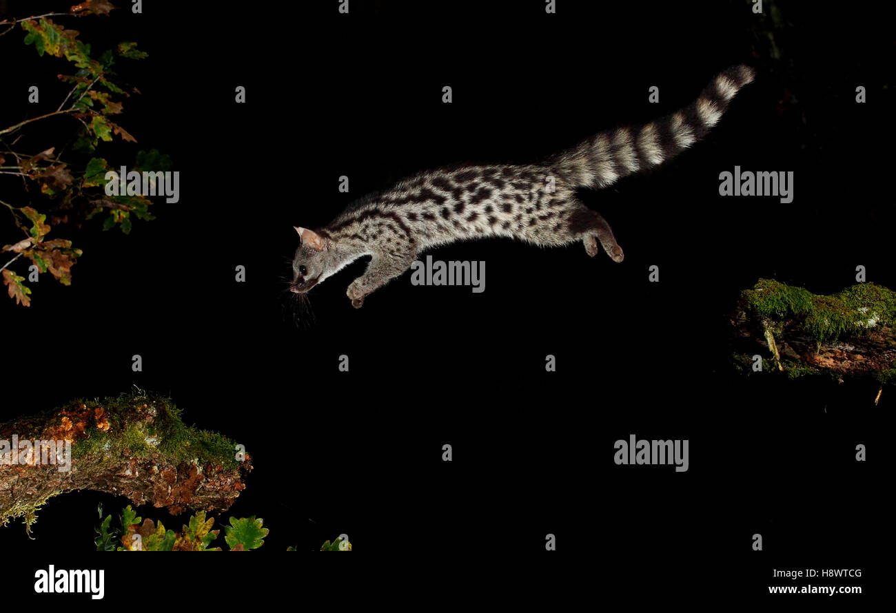 Common Genette (Genetta genetta) jumping from branch to branch at night ...