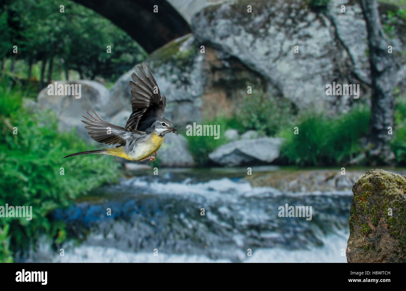 Grey Wagtail (Motacilla cinerea) flying above a stream, Spain Stock ...