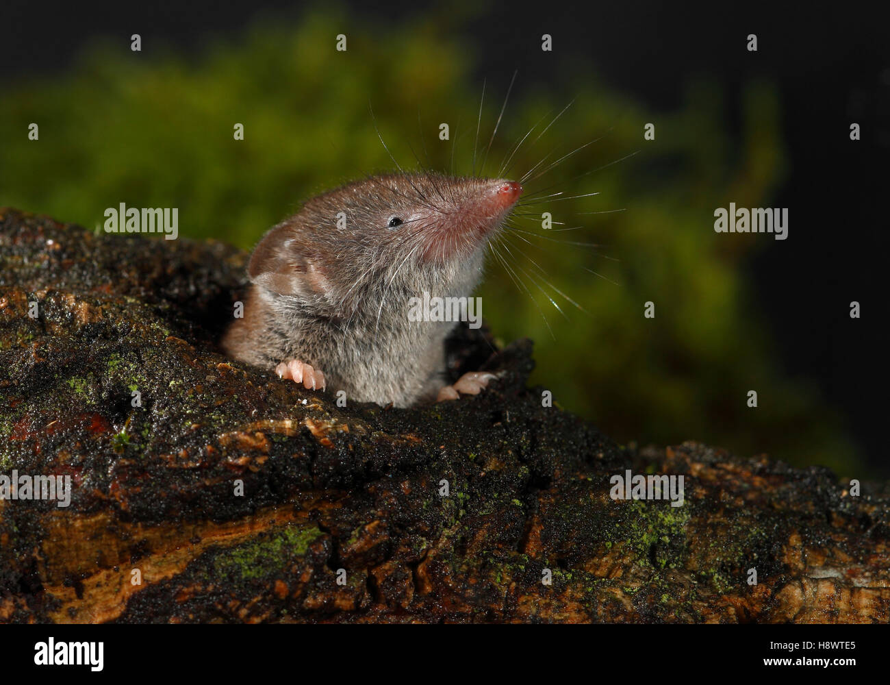 European Shrew High Resolution Stock Photography and Images - Alamy