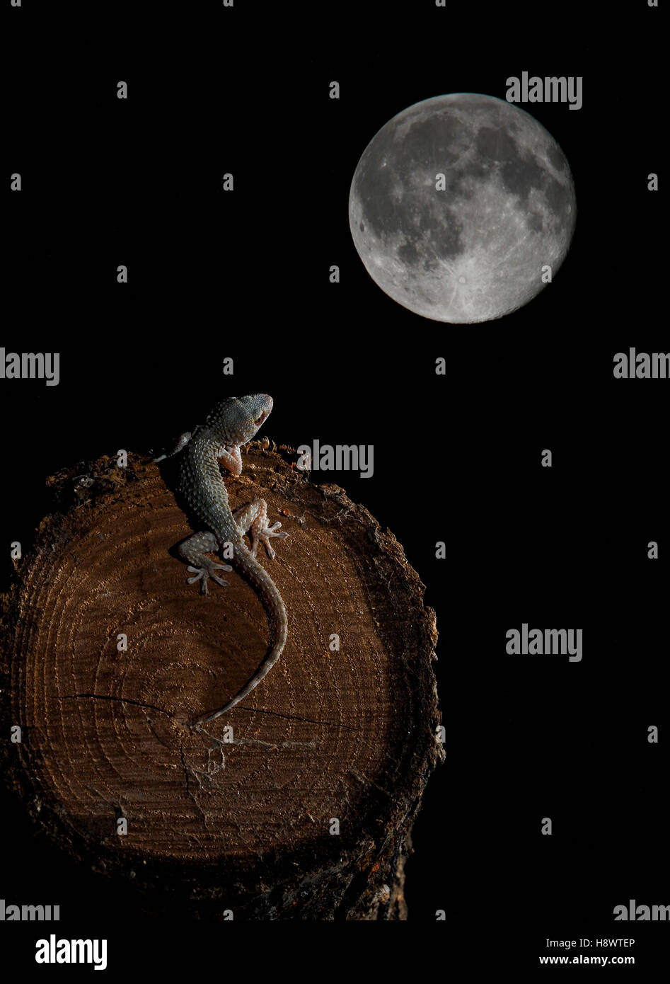 Moorish Wall Gecko (Tarentola mauritanica) observing the full moon ...