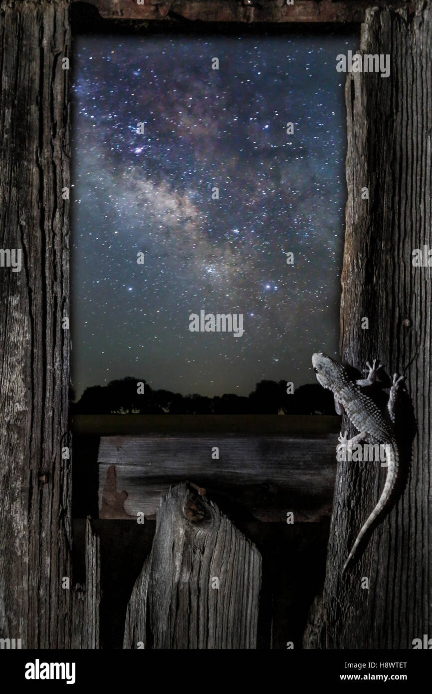 Moorish Wall Gecko (Tarentola mauritanica) observing the Milky Way ...