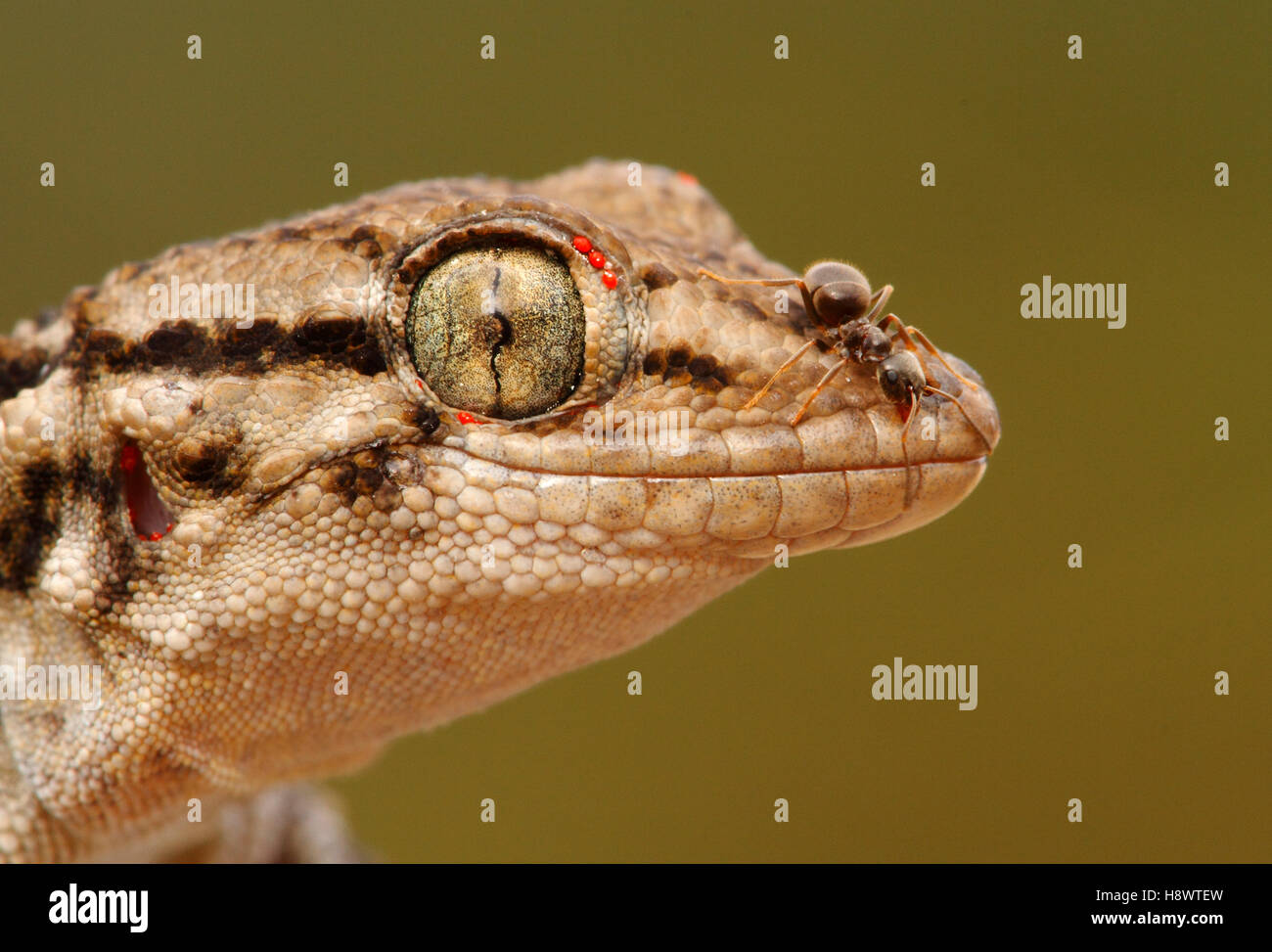 Gecko mite hi-res stock photography and images - Alamy