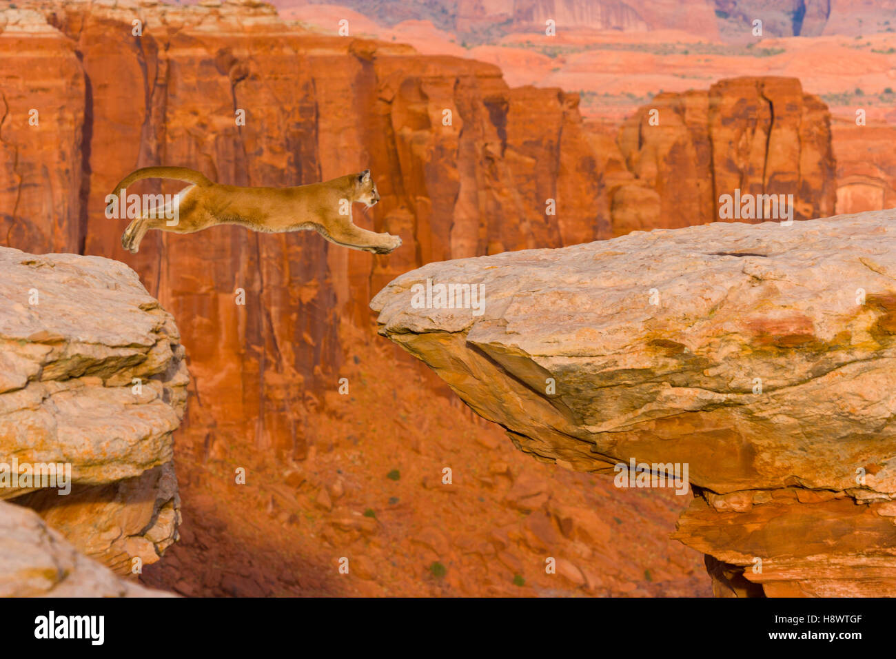 Puma puma concolor leaping on a rocky ledge hi-res stock photography ...