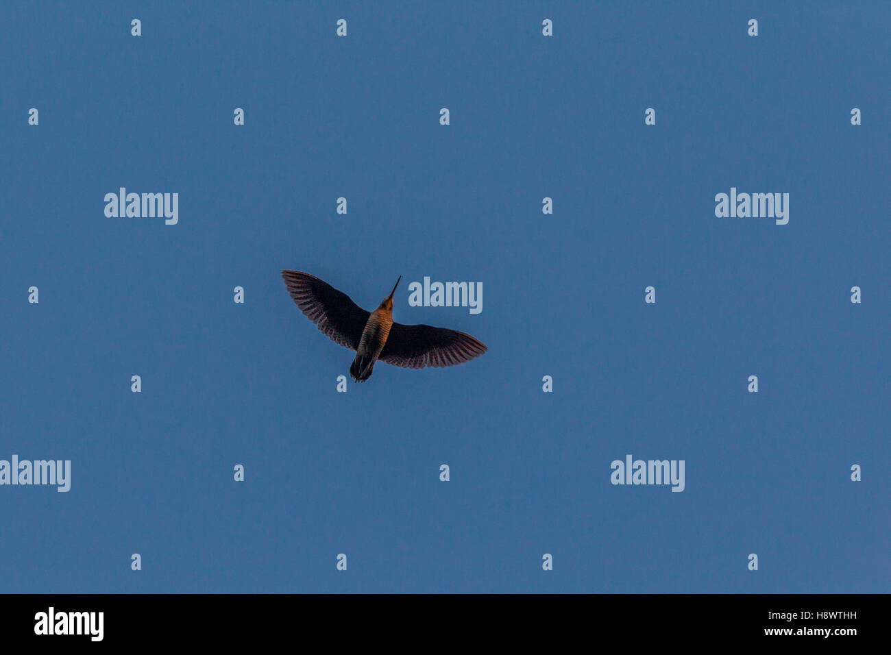 Eurasian woodcock flight hi-res stock photography and images - Alamy