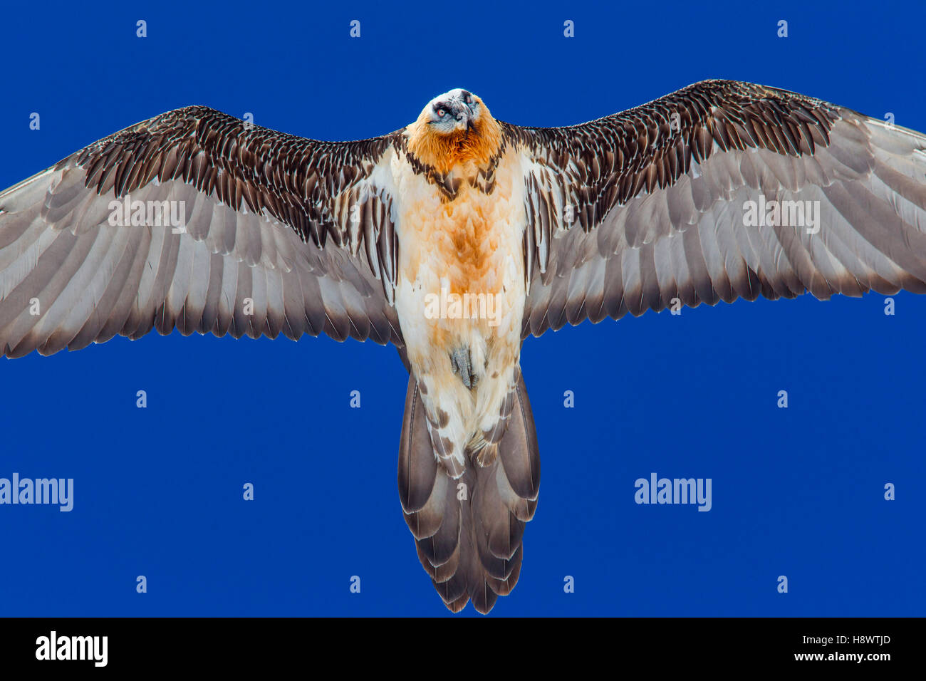 Bearded Vulture (Gypaetus barbatus) in flight over blue sky, Alps ...
