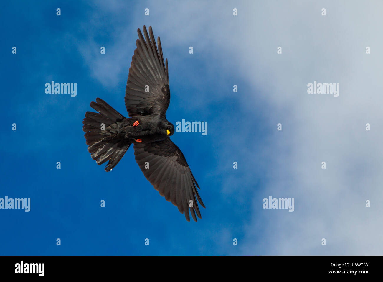 Alpine Chough (Pyrrhocorax graculus) in flight on blue sky and clouds ...