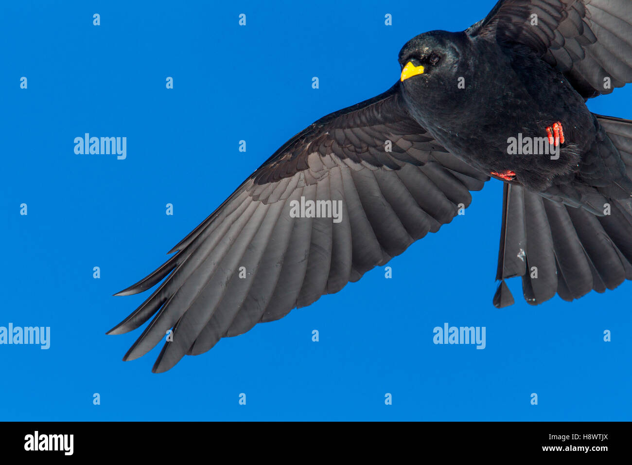 Alpine Chough (Pyrrhocorax graculus) in flight on blue sky background ...