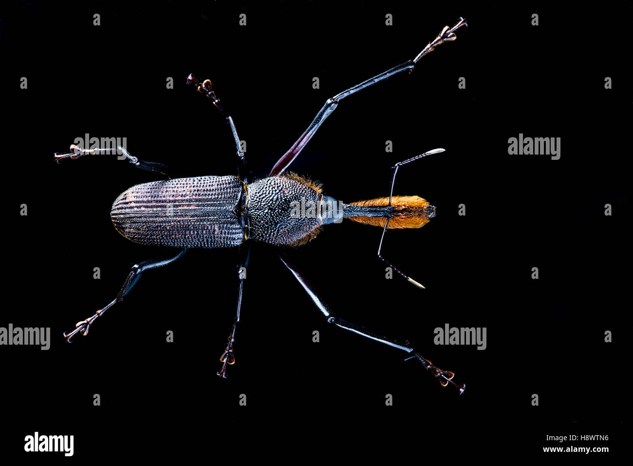 Bottlebrush Weevil (Rhinostomus barbirostris) on black background ...