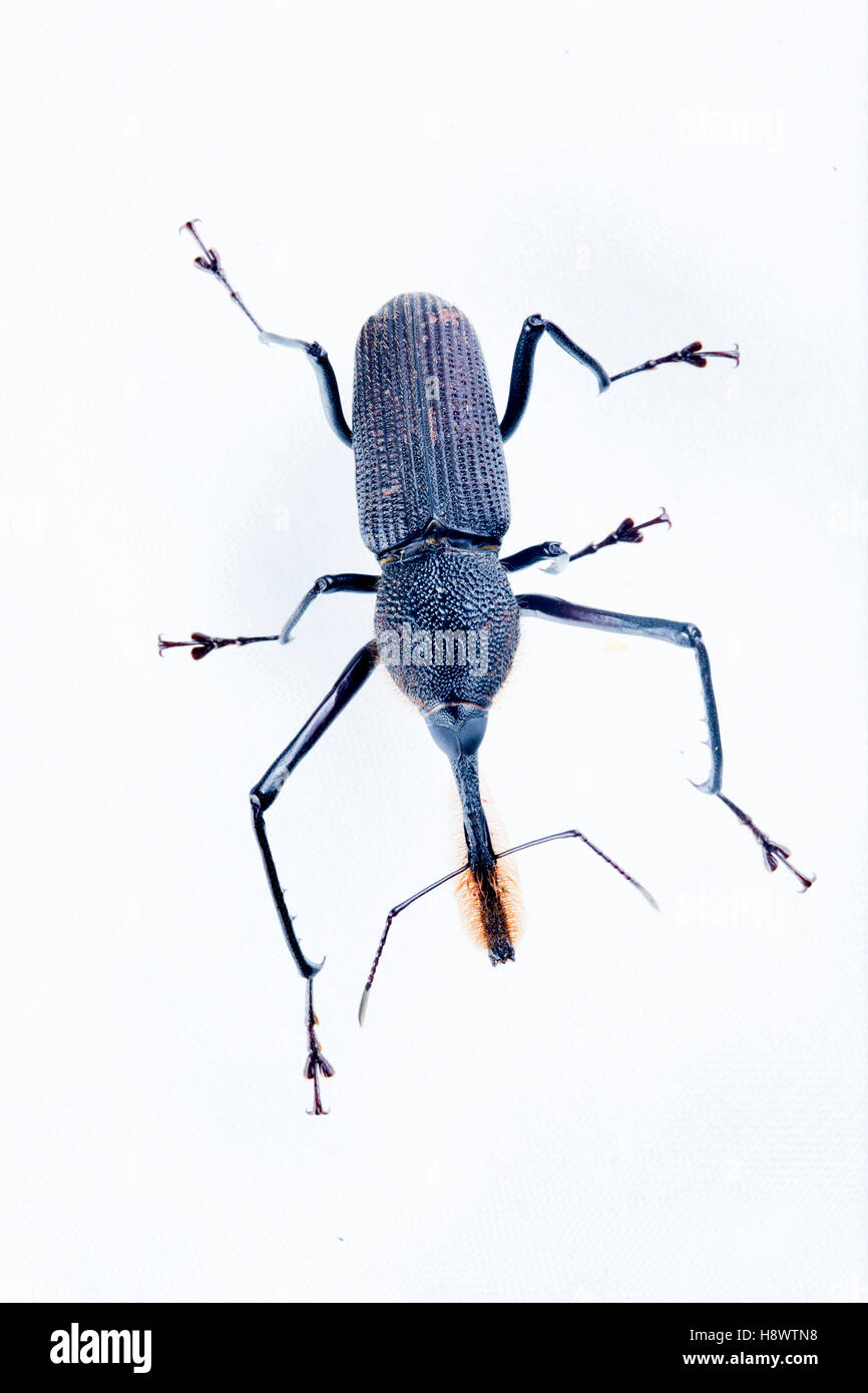 Bottlebrush Weevil (Rhinostomus barbirostris) on white background ...