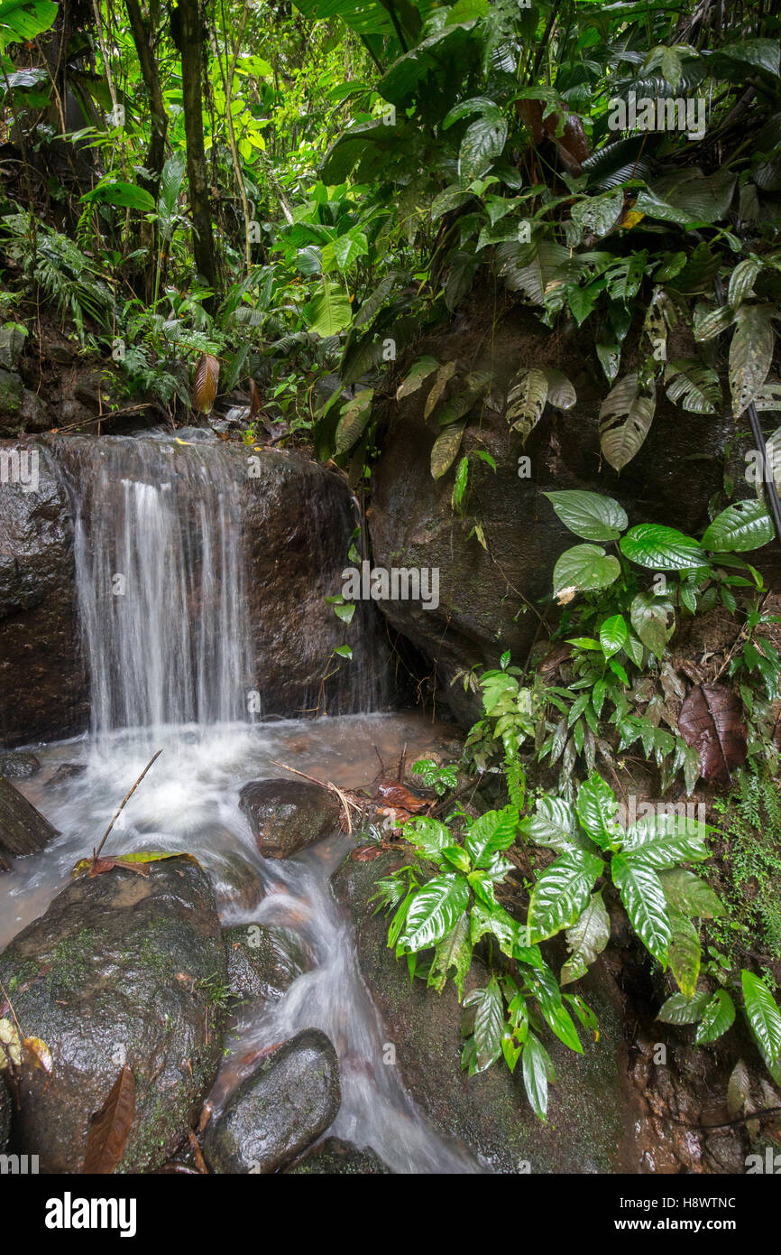 Fall in Cloudy forest, Mindo, Ecuador Stock Photo - Alamy