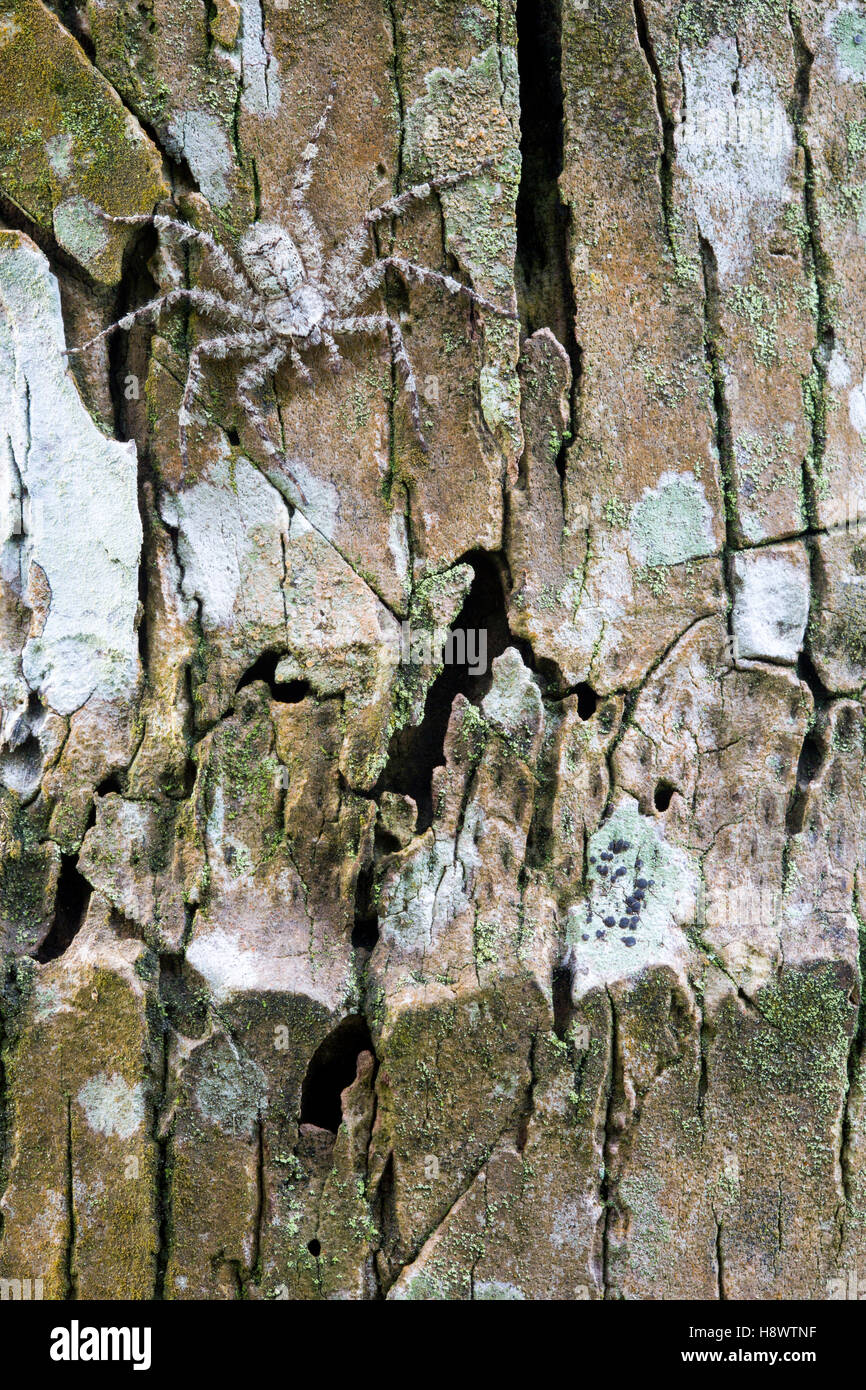 Bark Spider, Chocó colombiano, Ecuador Stock Photo - Alamy