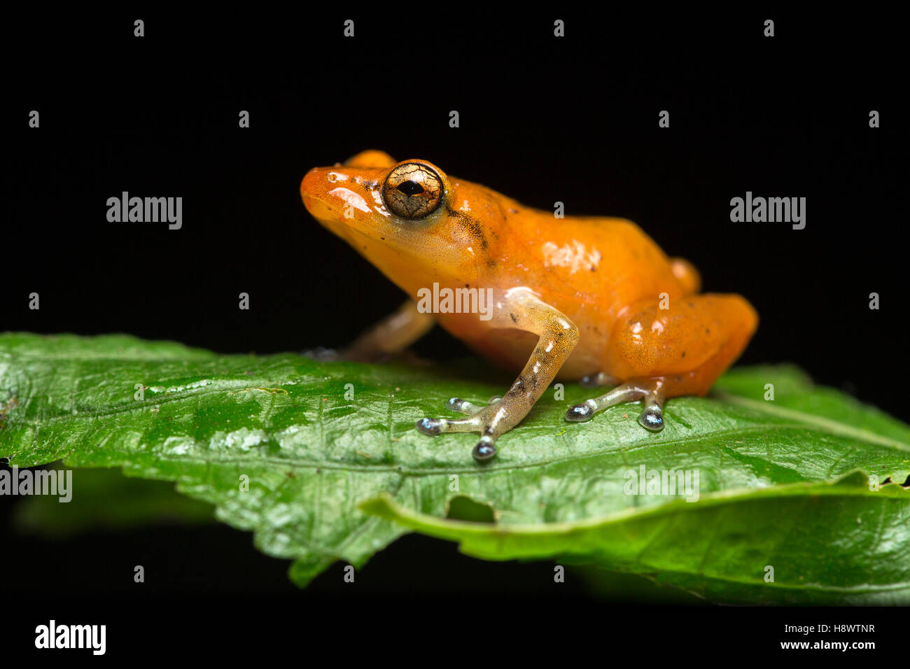 Robber Frog High Resolution Stock Photography and Images - Alamy