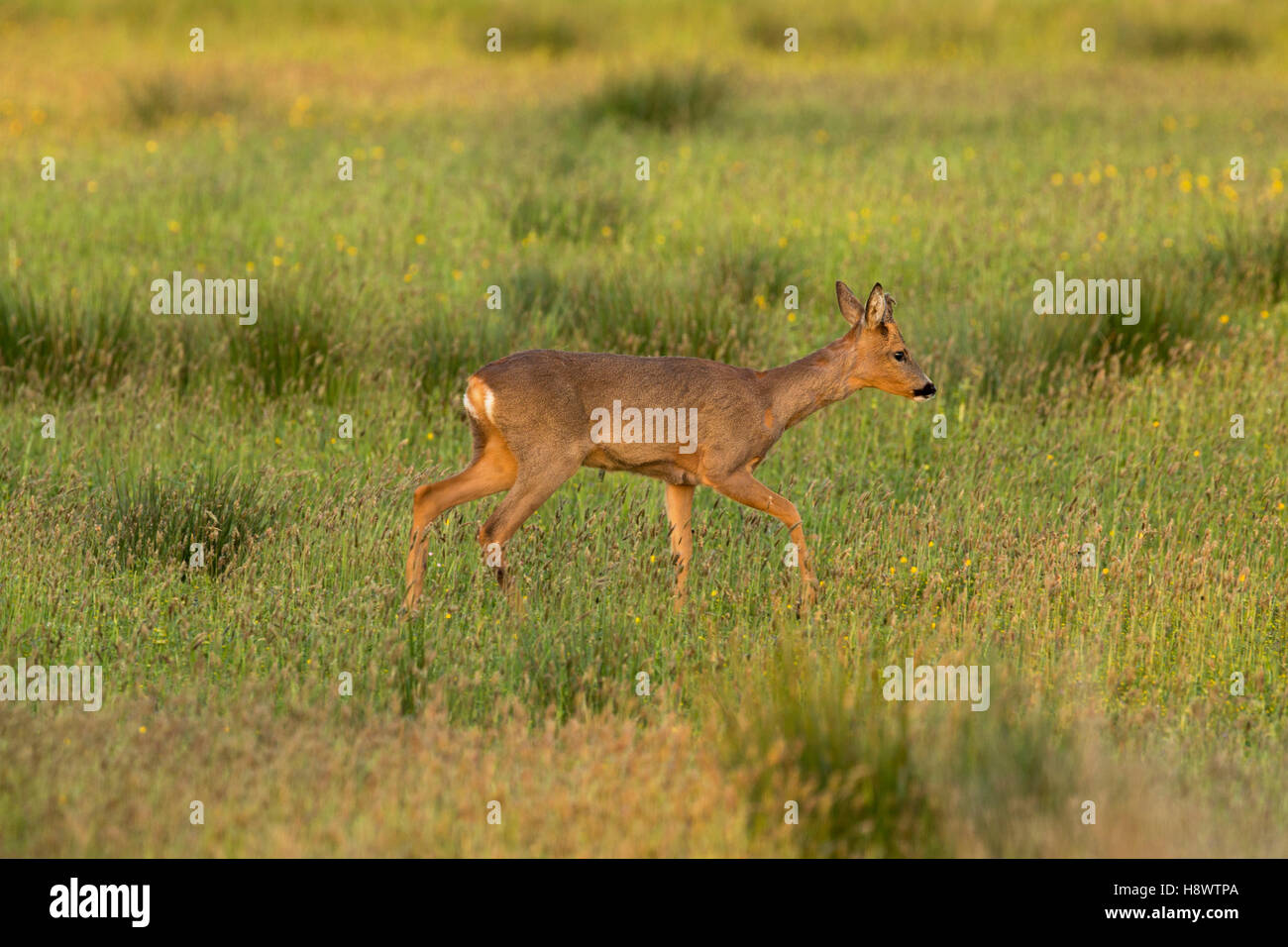 Roe Deer; Capreolus capreolus Single Buck in Meadow Scotland; UK Stock ...