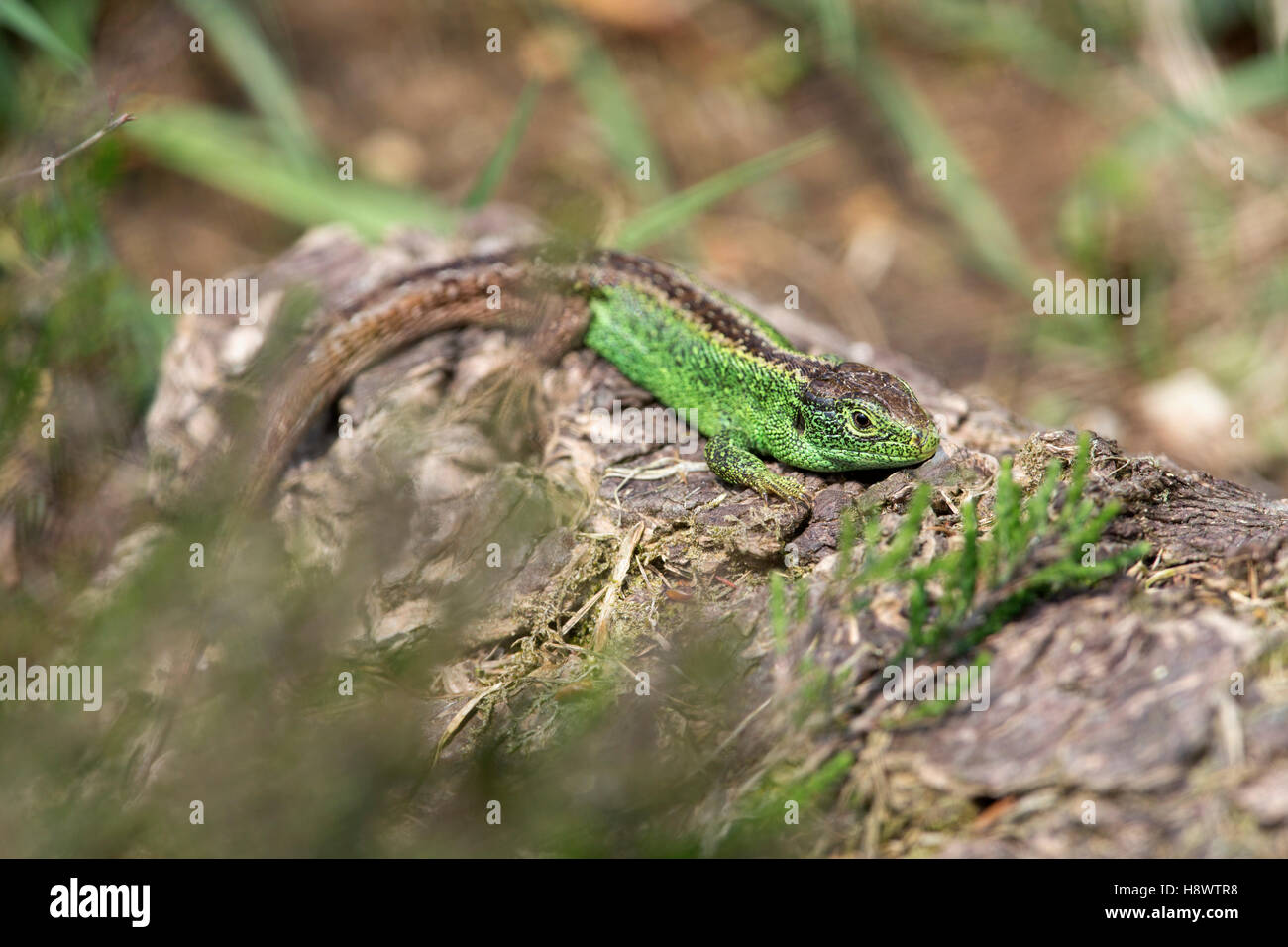 Male lizard hi-res stock photography and images - Alamy