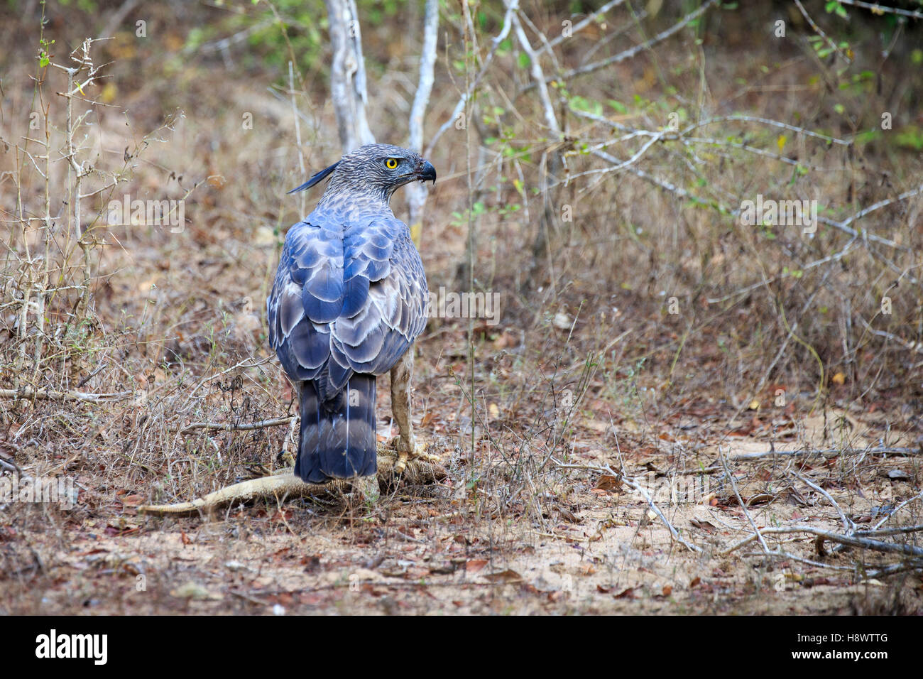 Crested Hawk-eagle or Changeable Hawk-eagle (Nisaetus cirrhatus ...
