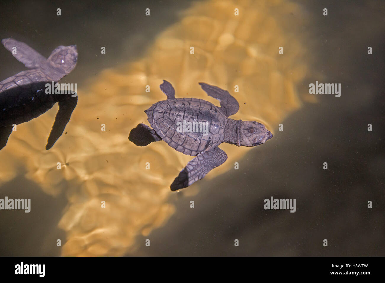 Turtle indian subcontinent hi-res stock photography and images - Alamy