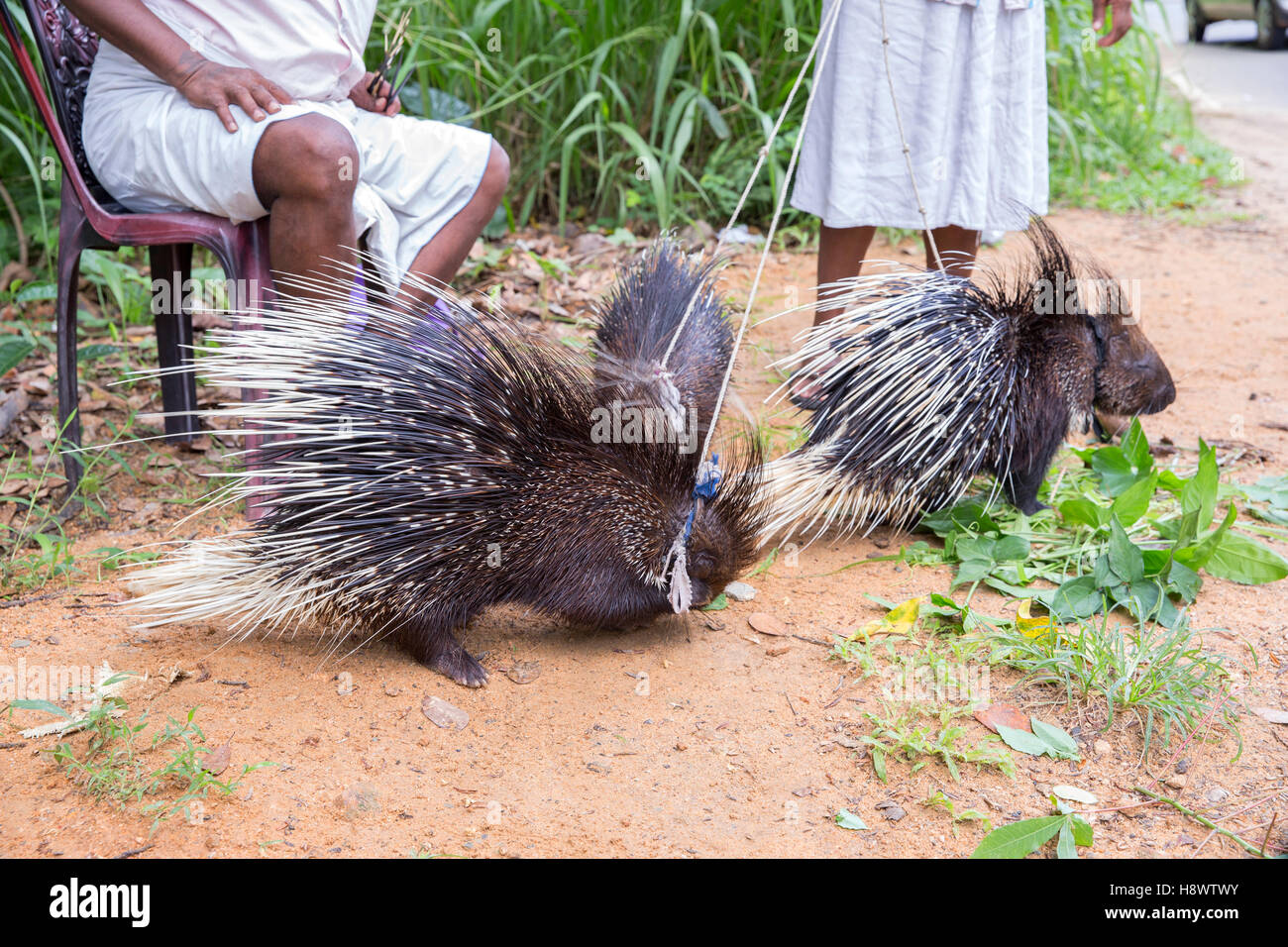 Captive Indian crested porcupine or Indian porcupine (Hystrix indica ...
