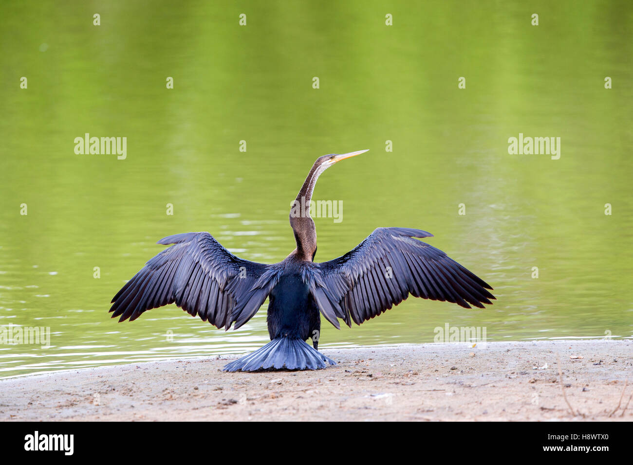 Oriental darter or Indian darter (Anhinga melanogaster), drying the ...