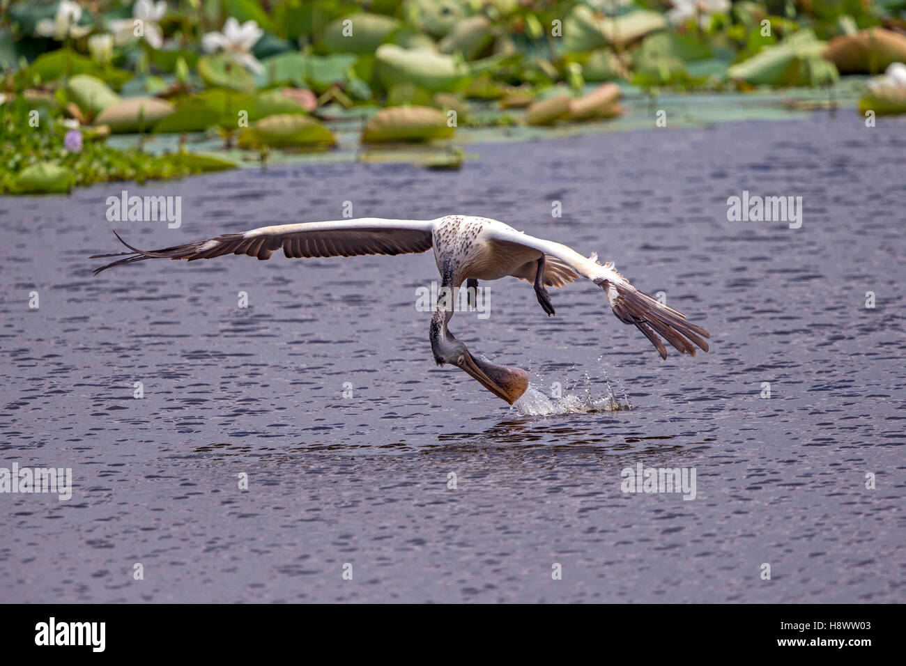 Spot-billed pelican or grey pelican (Pelecanus philippensis) drinking ...