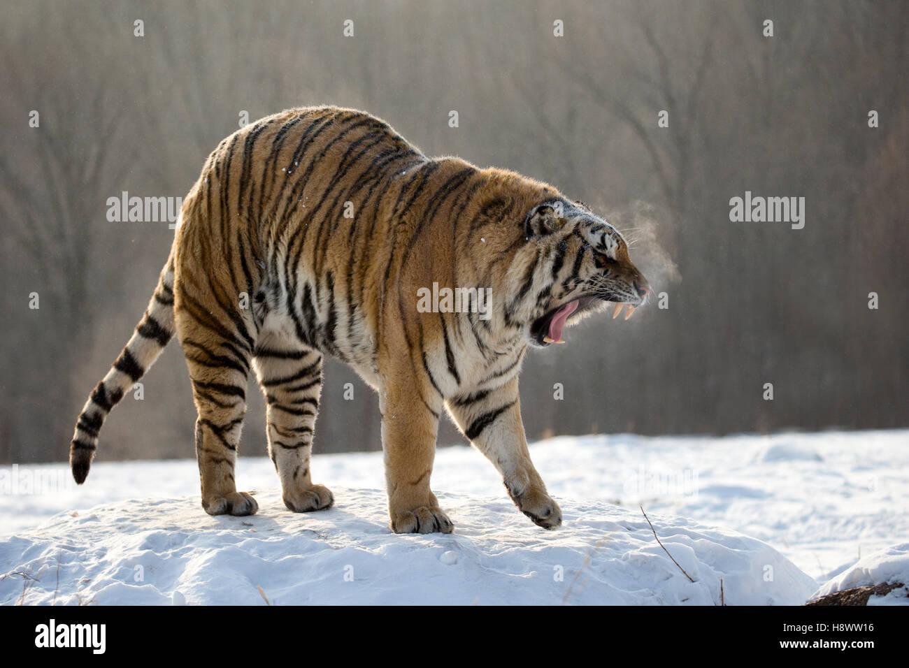 Siberian Tiger (Panthera tgris altaica) stretching in snow, Siberian ...