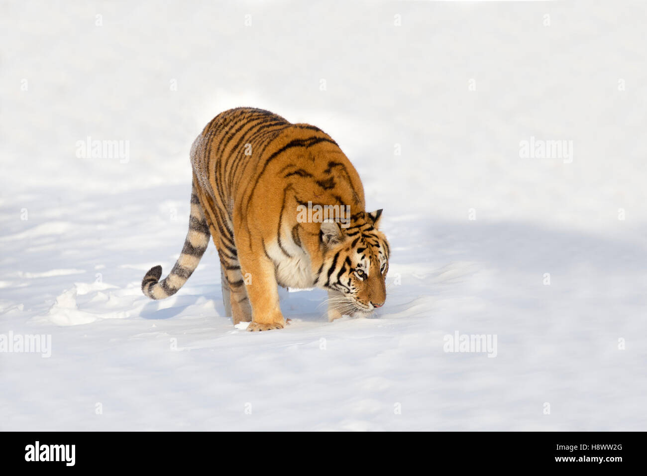 Siberian Tiger (Panthera tgris altaica) smelling in snow, Siberian ...