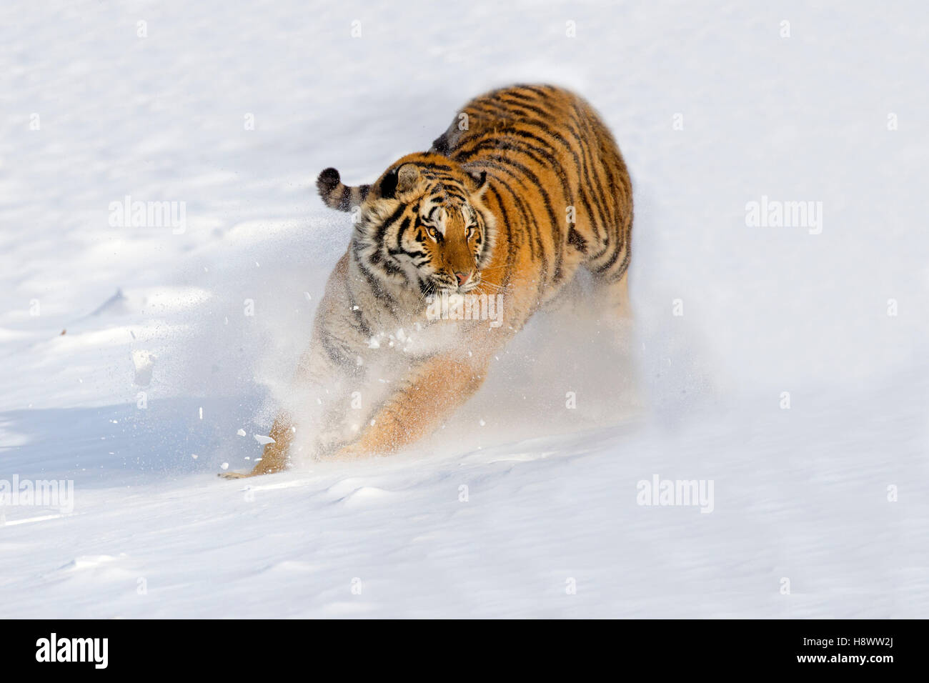 Siberian Tiger (Panthera tgris altaica) running in snow, Siberian Tiger Park, Harbin, China ...