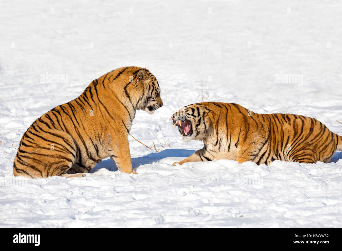 Siberian Tigers (Panthera tgris altaica) submissive attitude in snow ...