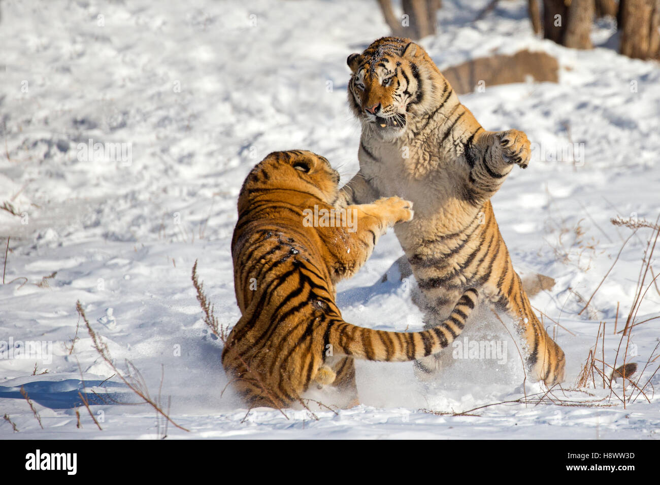 Cool Tiger Pics Fighting
