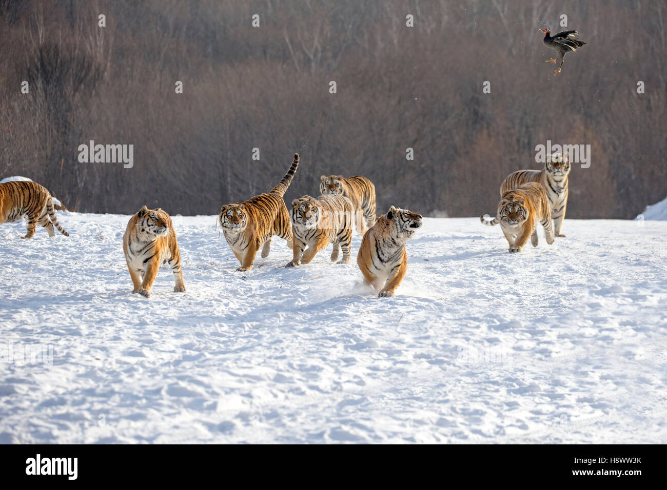 Siberian Tigers (Panthera tgris altaica) feeding on snow, Siberian ...