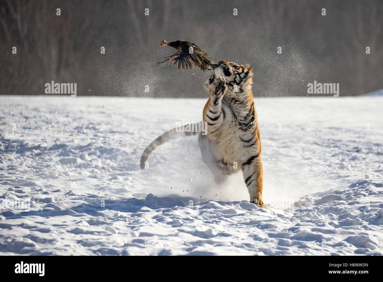 Siberian Tiger (Panthera tgris altaica) feeding on snow, Siberian Tiger ...