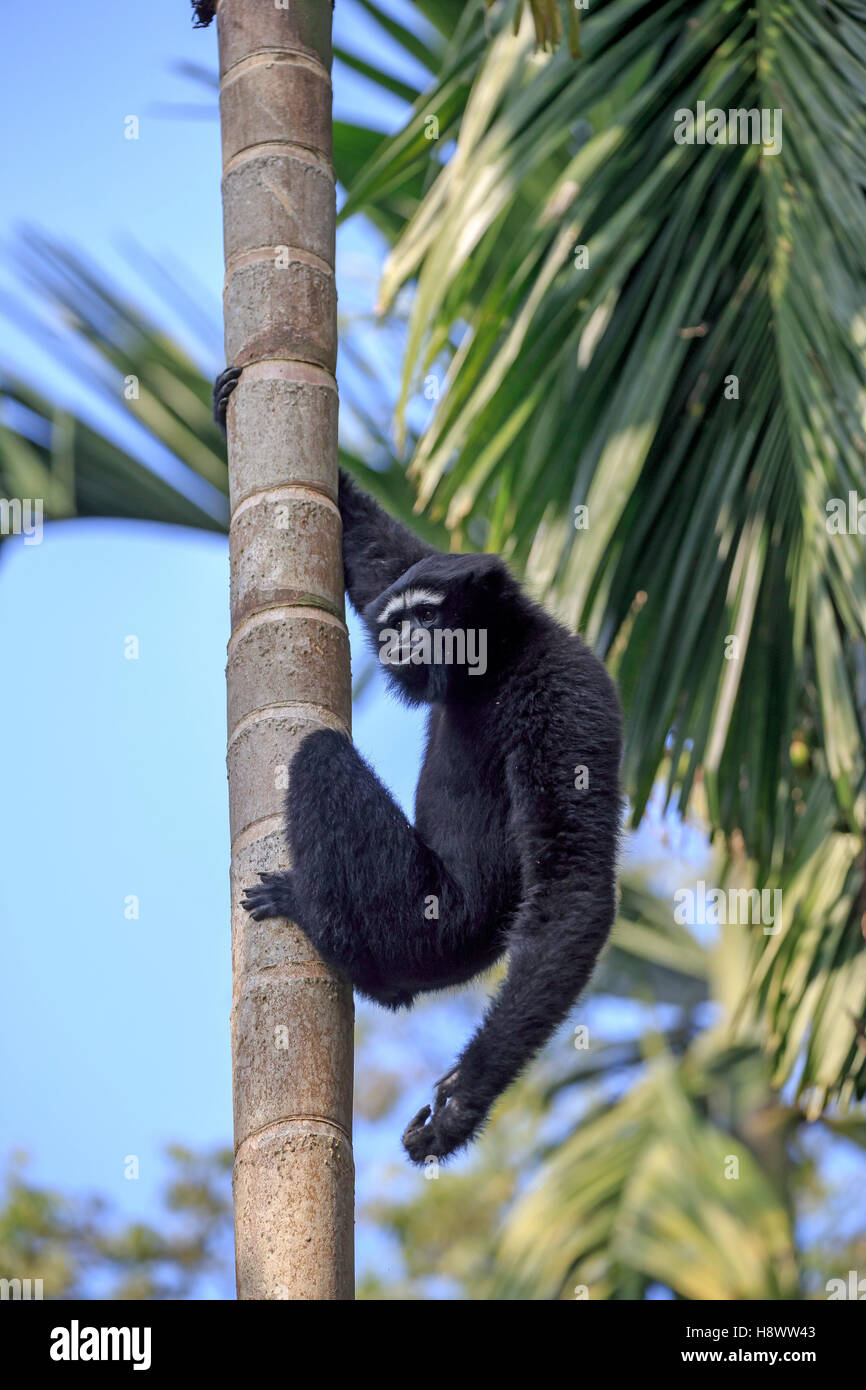 Western hoolock gibbon (Hoolock hoolock), male on a trunk, Gumti ...