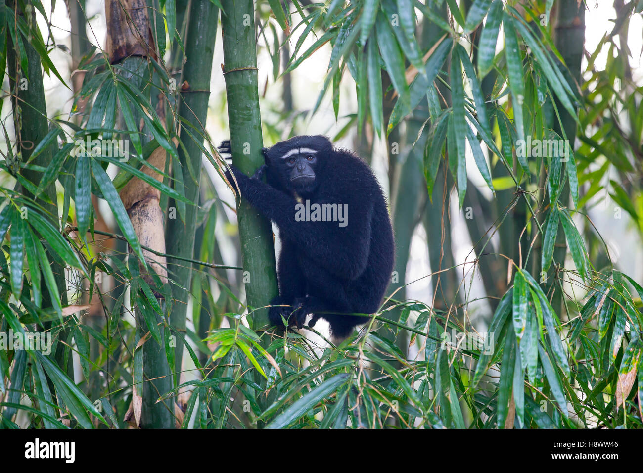 Western hoolock gibbon (Hoolock hoolock), male in bamboos, Gumti ...