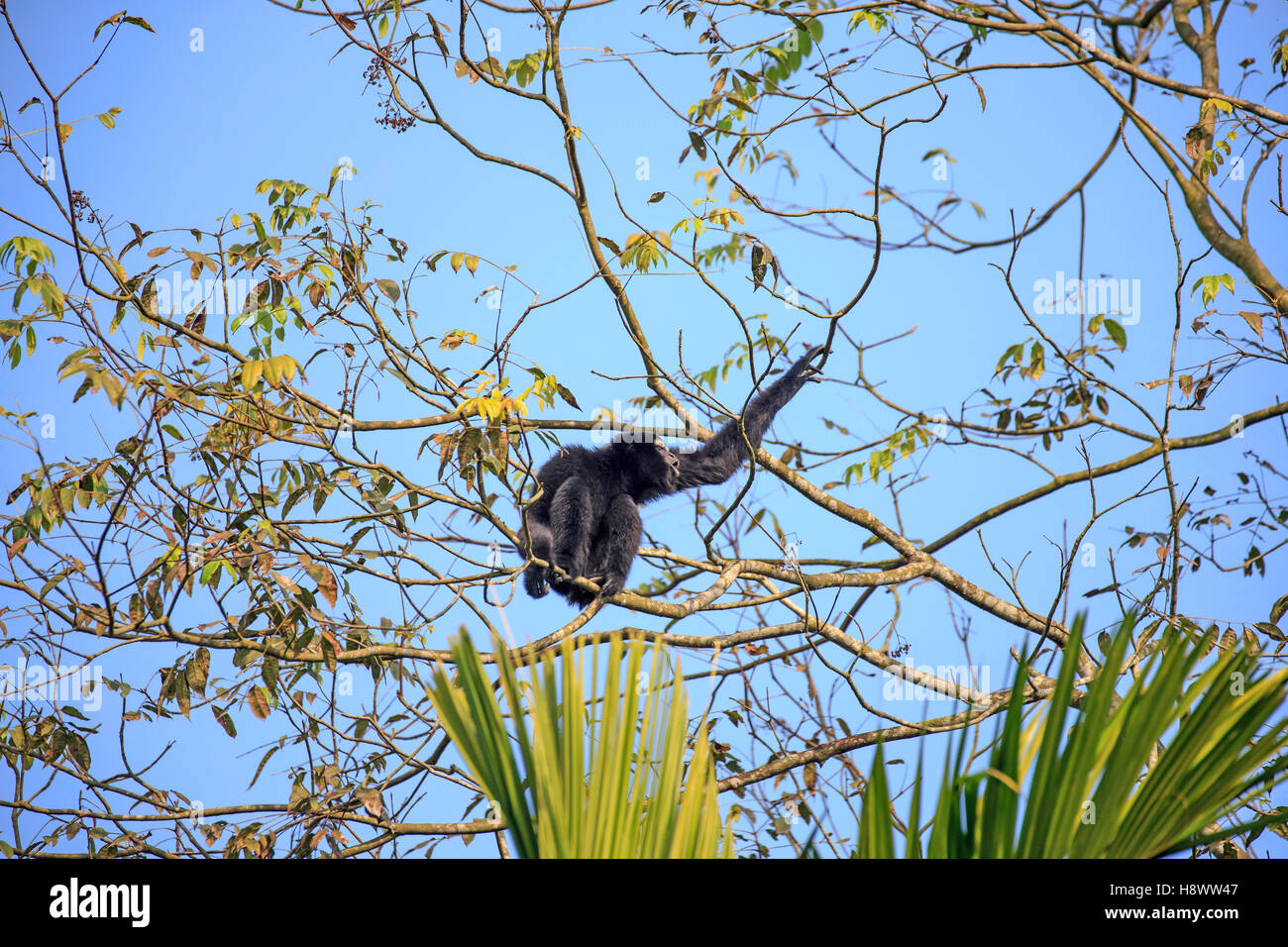 Western hoolock gibbon (Hoolock hoolock), male in a tree, Gumti ...