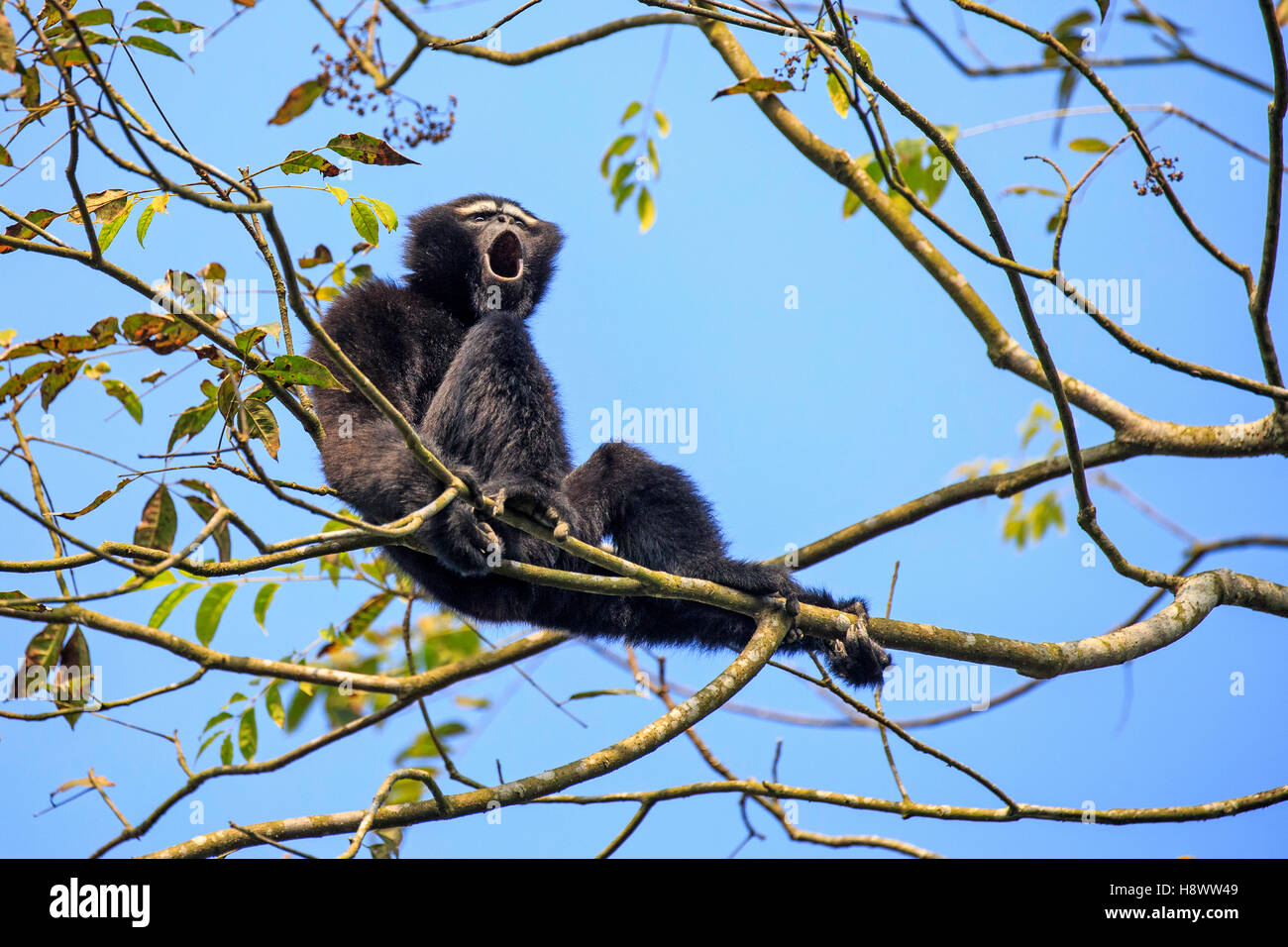 Western hoolock gibbon (Hoolock hoolock), male screaming in a tree ...