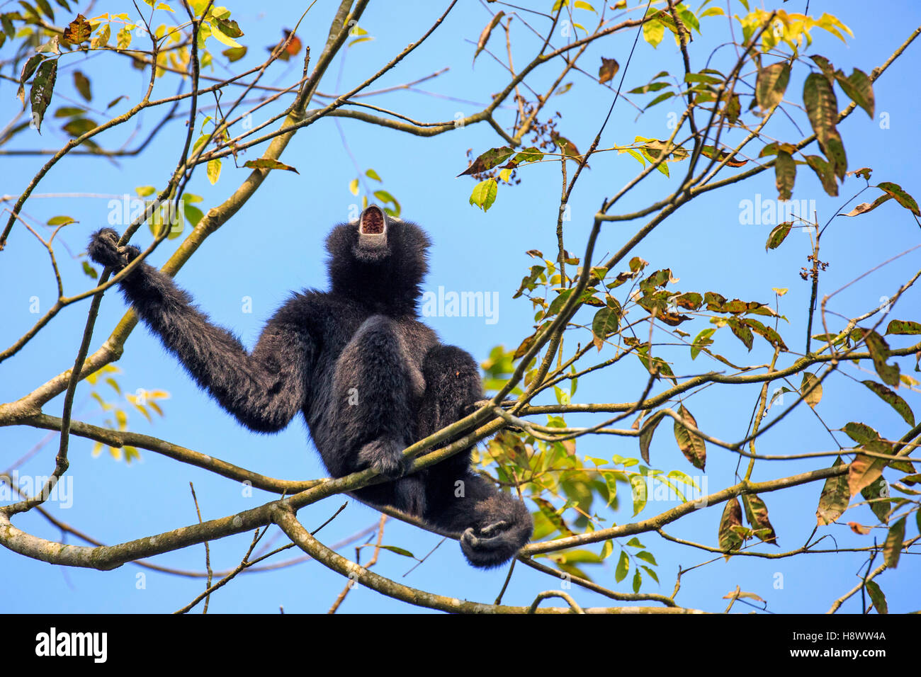 Western hoolock gibbon (Hoolock hoolock), male screaming in a tree ...