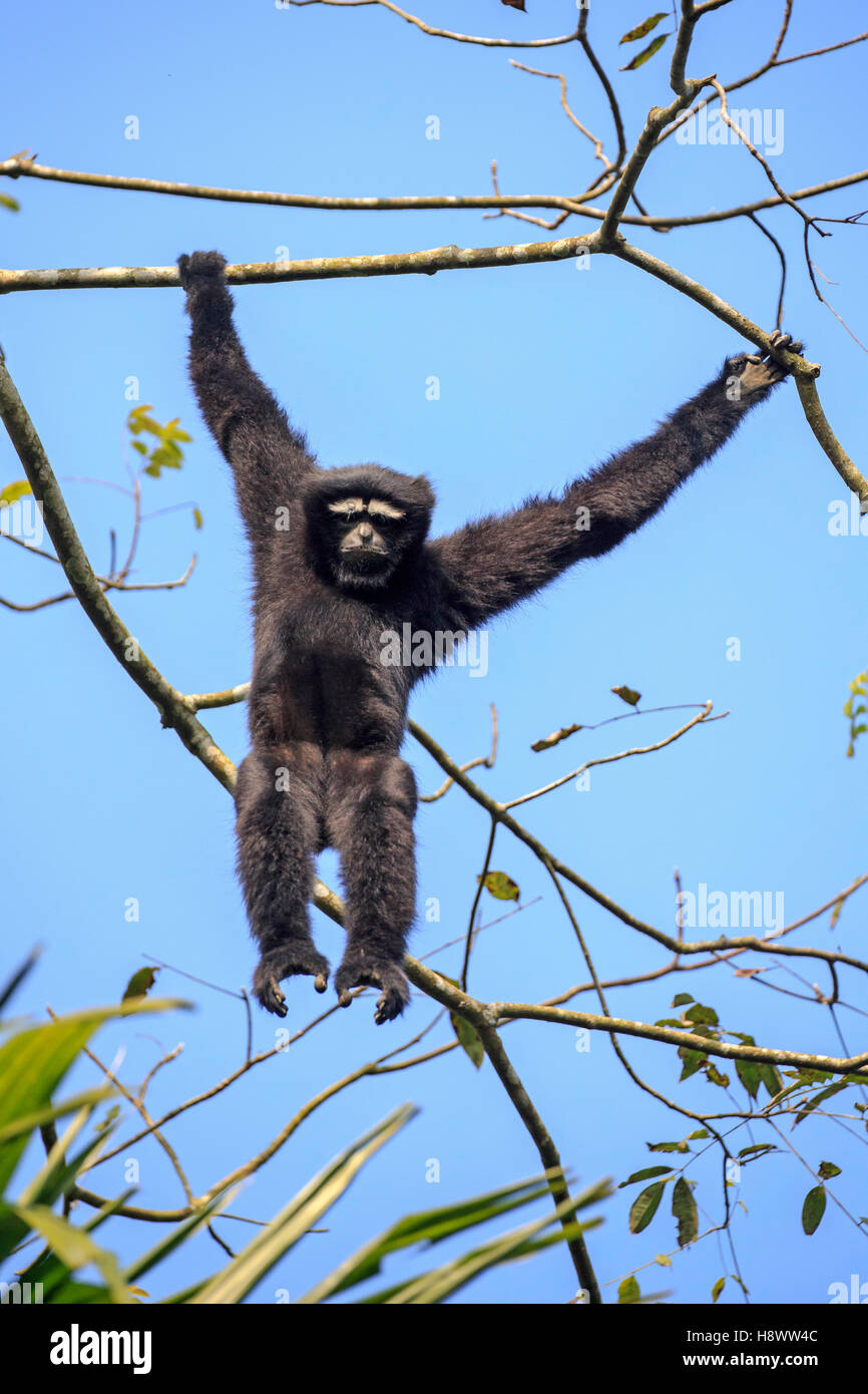 Western hoolock gibbon (Hoolock hoolock), male in a tree, Gumti ...