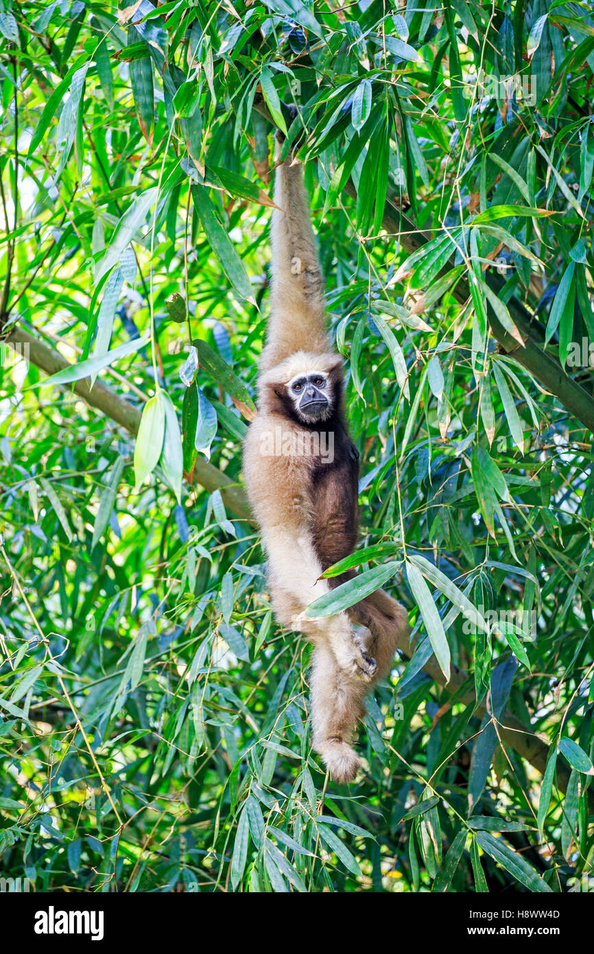 Western hoolock gibbon (Hoolock hoolock), female in bamboos, Gumti ...