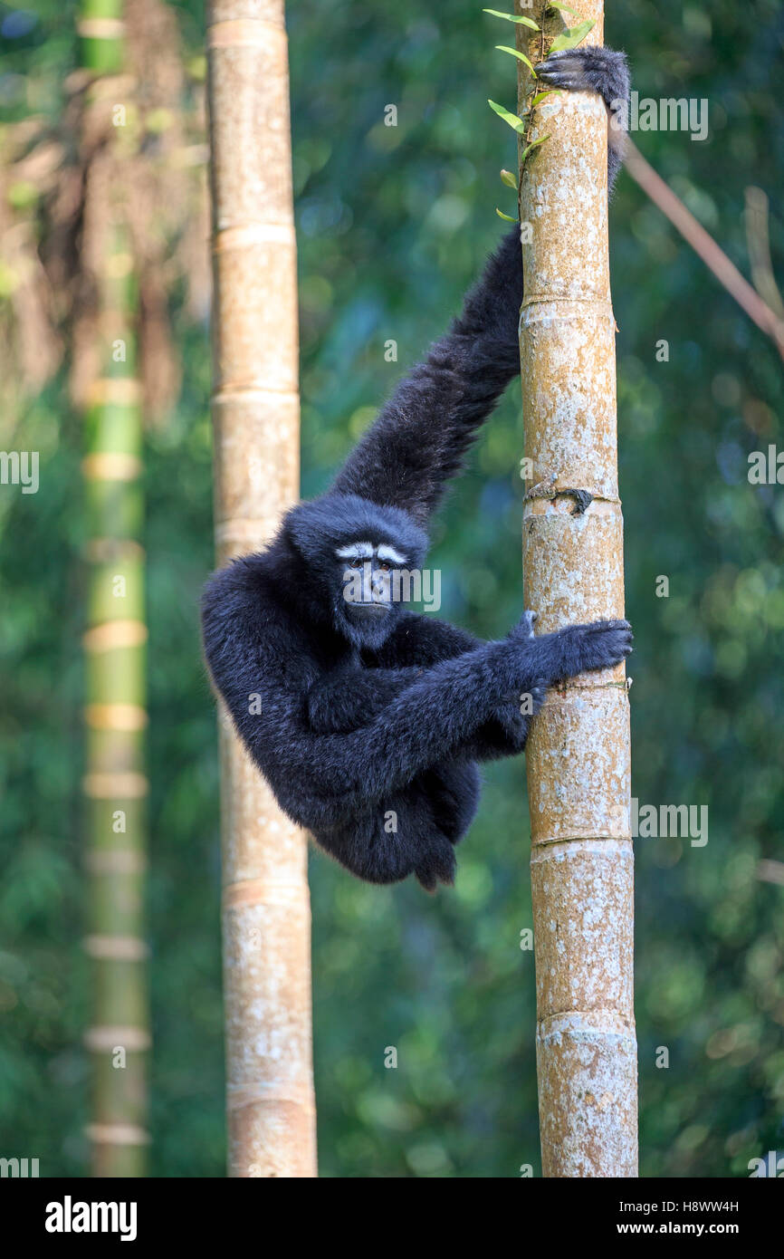 Western hoolock gibbon (Hoolock hoolock), male on a trunk, Gumti ...