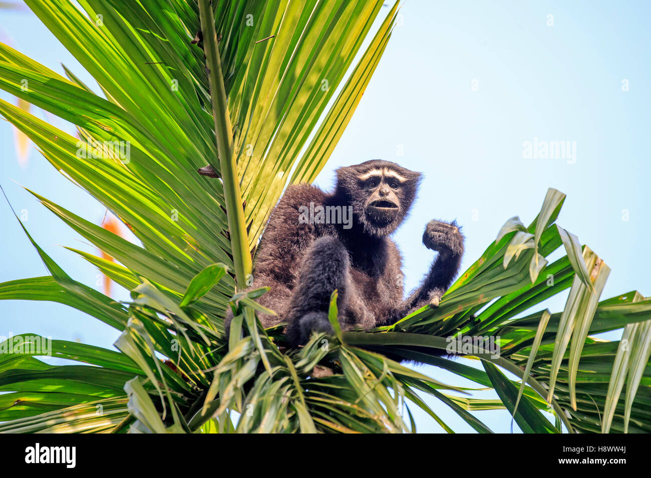 Western hoolock gibbon (Hoolock hoolock), female in a palm tree, Gumti ...