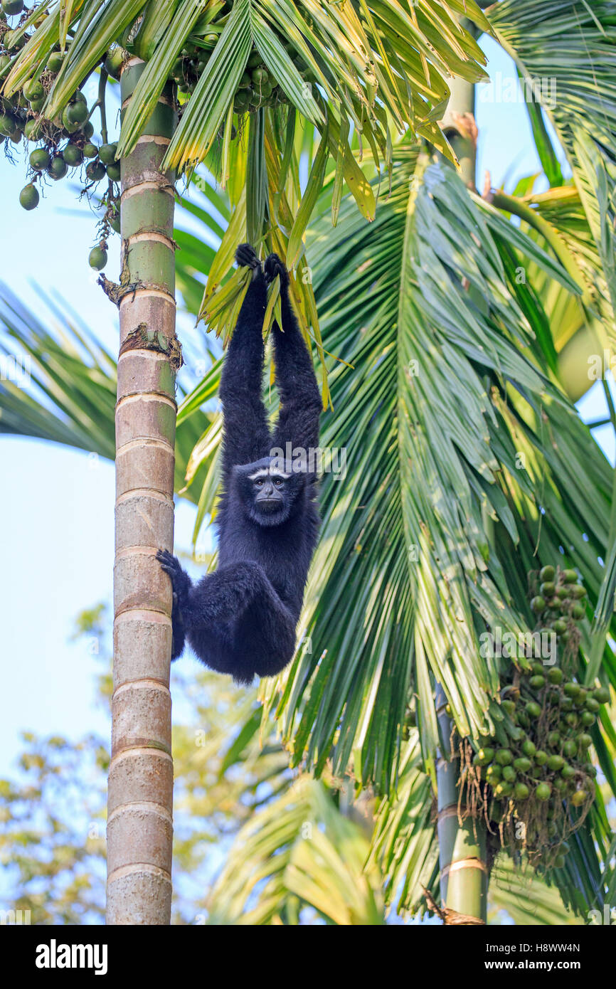Western hoolock gibbon (Hoolock hoolock), male on a trunk, Gumti ...