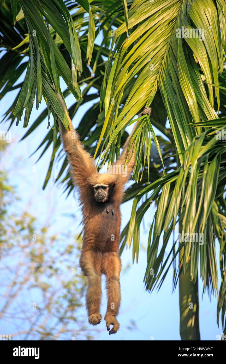 Western hoolock gibbon (Hoolock hoolock), female moving from palm, to ...