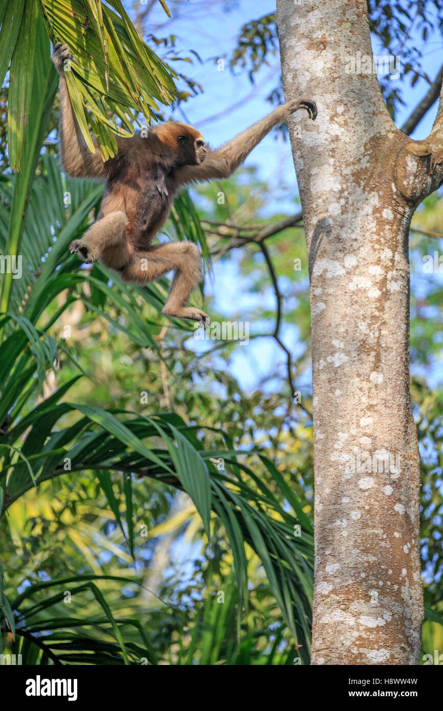 Western hoolock gibbon (Hoolock hoolock), female moving from palm, to ...