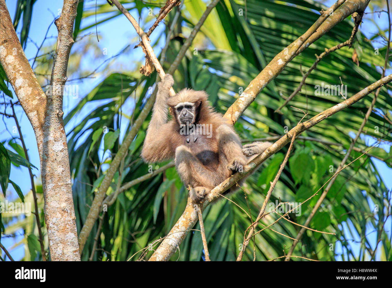 Western hoolock gibbon (Hoolock hoolock), female in a tree, Gumti ...
