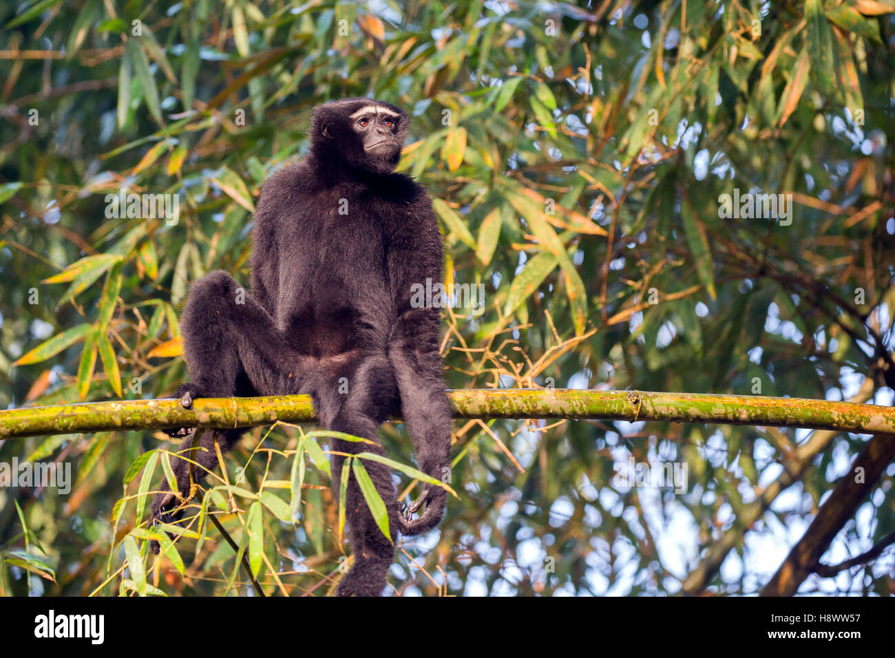 Western hoolock gibbon (Hoolock hoolock), male in bamboos, Gumti ...