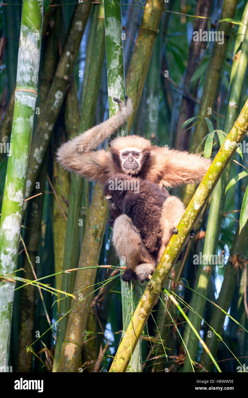 Western hoolock gibbon (Hoolock hoolock), female with young in bamboos ...
